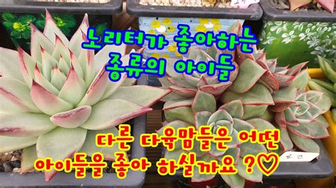 다육이노리터드로잉펀퀸아레나스파스텔 Youtube