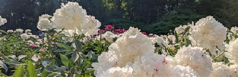 Advantages Of Opaque Types Over Value Objects