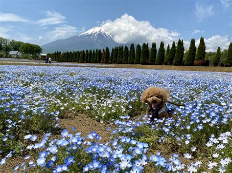 山中湖 花の都公園 犬OK山中湖で犬とお花花の都公園でネモフィラブルーに包まれて Withわん 愛犬お出かけ口コミクチコミサイト