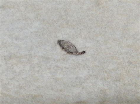 Odd Bug What Is It Rwhatisthisbug