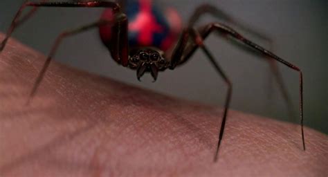 The Spider That Bit Spiderman