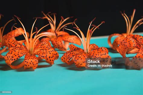 크라운 모양의 우아한 표범 백합 복사할 장소입니다 포스터와 인사말 카드에 대한 미니멀 한 사진 오렌지 백합 꽃과 밝은 배경의 추상적 인 배경 대조 0명에 대한 스톡 사진 및