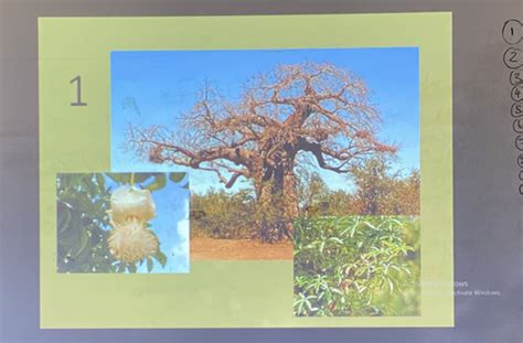 Trees Flashcards Quizlet