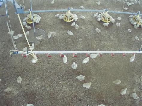 Chicken Dataset Object Detection Dataset By GLB WORKSPACE