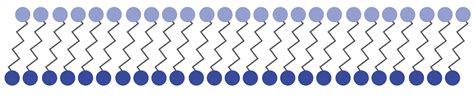 Deposition Of Self Assembled Monolayers Sams Sam Coating Ossila