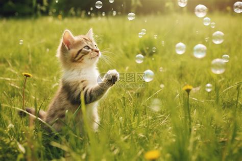 可爱的小猫高清图片下载 正版图片600224334 摄图网