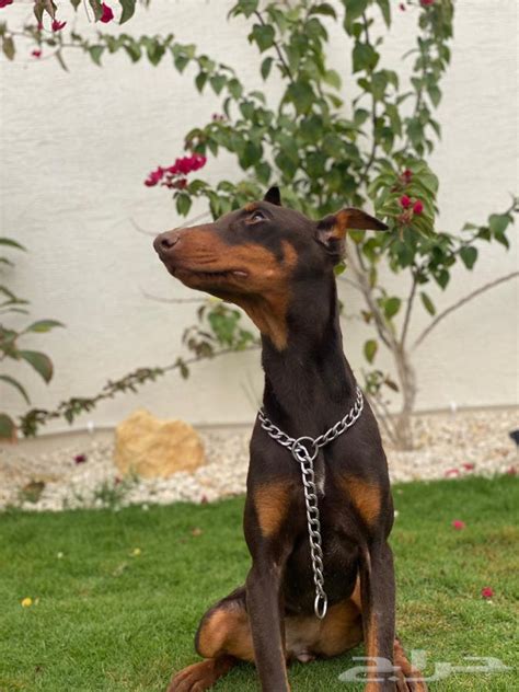 للبيع كلاب دوبرمان مستوى توب كلب دوبر مان من أجمل الكلاب موقع حراج