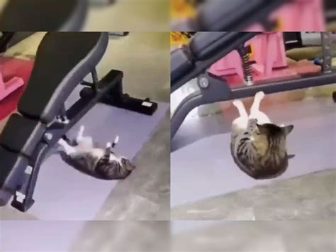 Cat Doing Exercise To Make Six Pack Abs Goes Viral On Social Media Viral Cat बिल्ली पर चढ़ा