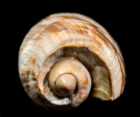 Noble Volute Shell Brown Stripes Black Background Stock Image Image