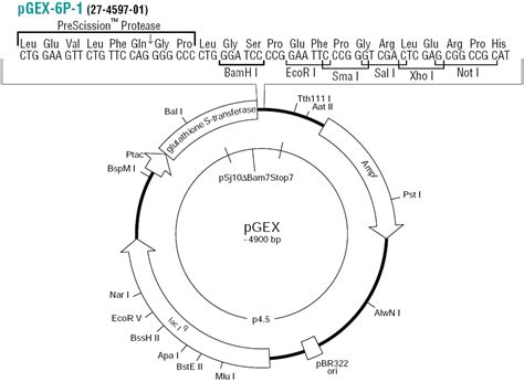 Pgex 6p 1 Pgex6p1载体质粒图谱、序列、抗性、价格、测序引物、大小等信息 生物风载体