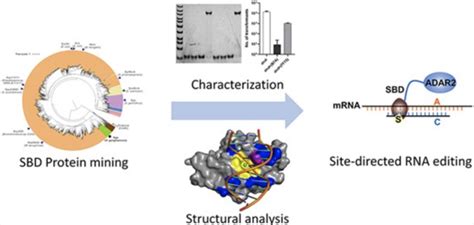 Characterization Of A Promiscuous Dna Sulfur Bi