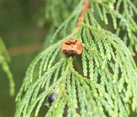 13 Stately Types Of Cedar Trees Plus Pictures And Care Tips Mymydiy Inspiring Diy Projects