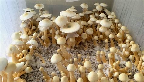 Attempt 2 With White Rabbit Oddly The First Batch Produced Absolutely Zero Effects 3g Last