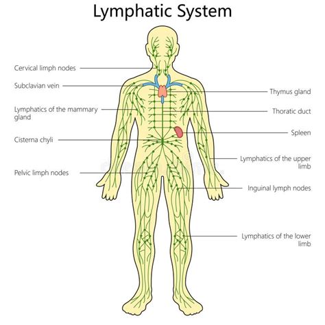 Lymphatic System Structure Diagram Medical Science Stock Illustration Illustration Of