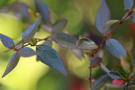 Green And Red Tree Leaves Stock Photo Image Of Insect