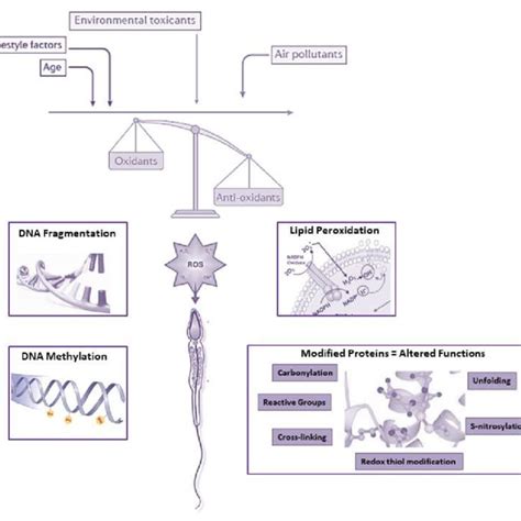 The Impact Of ROS On Sperm Quality At Multiple Levels A Drafting View Download Scientific