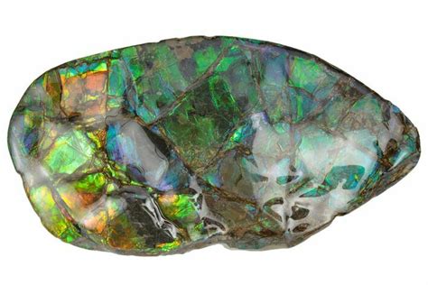 318 Green And Blue Ammolite Fossil Ammonite Shell Alberta 236406