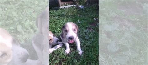 Русская пегая гончая купить в Глинищево Животные и зоотовары Авито