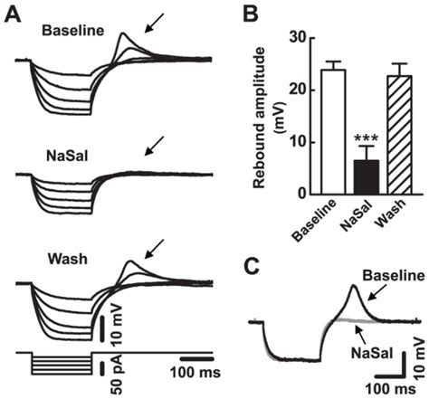 Altered Neuronal Intrinsic Properties And Reduced Synaptic Transmission