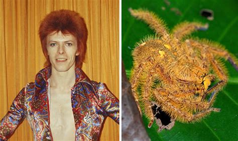 Spider That Looks Like David Bowie Is Named After Him Nature News Express Co Uk