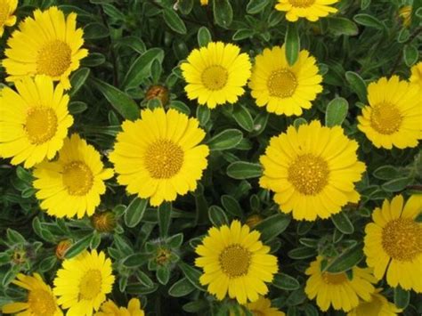 Цветя за летните горещини Български Фермер