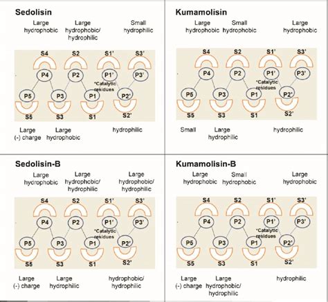 Schematic Structures Of The Substrate Binding Subsites In Sedolisin Download Scientific