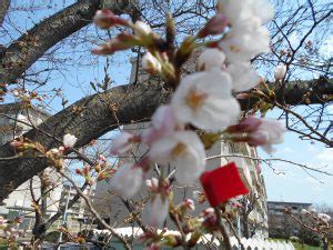 開花した桜の様子03 23 ヤタカラス便り