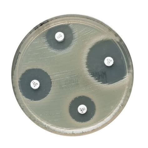 Jual Blank Antimicrobial Susceptibility Disks 5 X 50 Disks Ct0998b