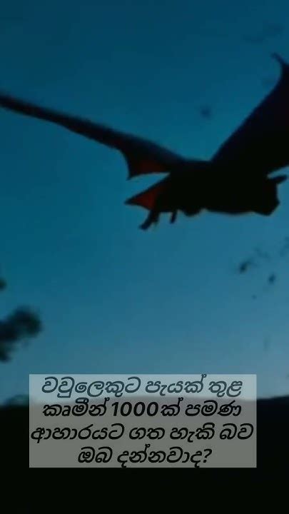 ඔබ දැන සිටියාද 🤔🤔🤗👍 Did You Know 🤔🤔🤗👍 Youtube