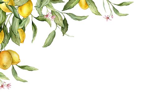 레몬 과일과 분홍색 꽃은 직사각형 프레임입니다 흰색에 고립 된 감귤류 가지와 테두리의 그려진 수동 수채화 그림 꽃이 만발한 열대 과일 레몬으로 그리기 감귤류 과일에 대한