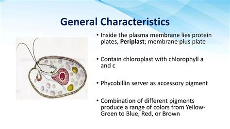 Phylum Cryptophyta And Prymnesiophyta Pptx