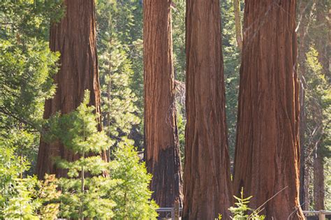Giant Sequoias Forest Sequoia National Park In California Sierra Nevada