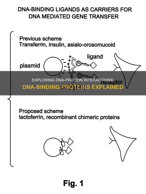 Exploring Dna Protein Interactions Dna Binding Proteins Explained
