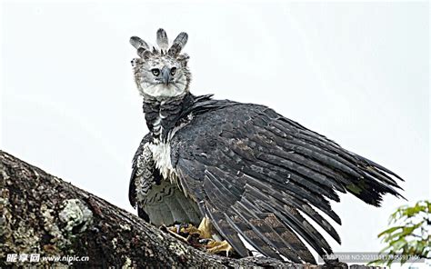 美洲角雕图摄影图 鸟类 生物世界 摄影图库 昵图网nipic com