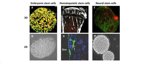 Three Dimensional 3d And Two Dimensional 2d Imaging Of Different Download Scientific