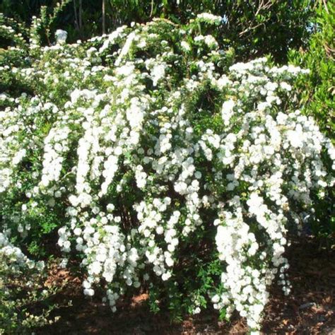 Spiraea ‘van Houttei Ashs Garden Farm