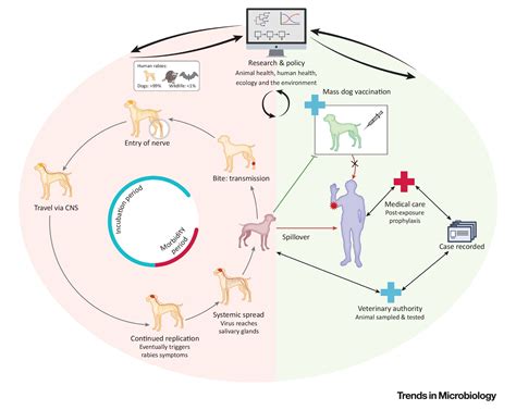 Rabies Virus Replication