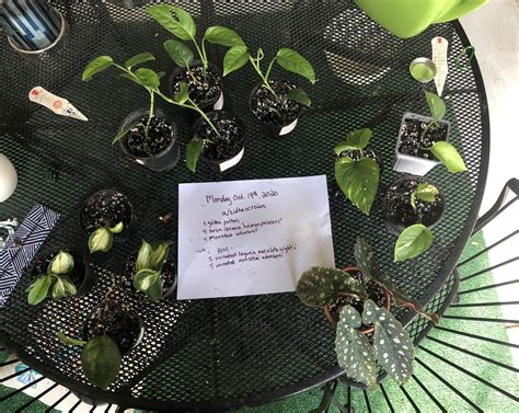 120 Best Begonia Maculata Images On Pholder Houseplants Begonias And Takea Plant Leavea Plant