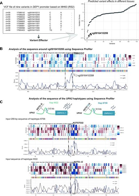 Plantdeepsea A Deep Learning Based Web Service To Predict The Regulatory Effects Of Genomic