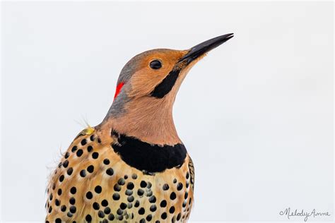 Big Bird Melody Mellinger On Fstoppers