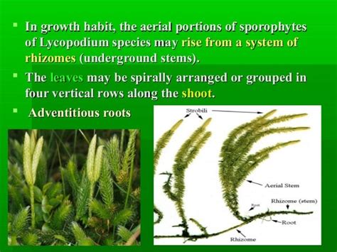 Lycopodiophyta