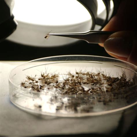 What To Know About Eee A Mosquito Borne Virus On The Rise