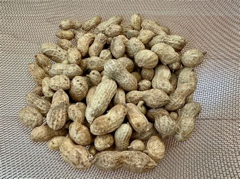落花生 千葉半立 3 収穫開始 13703600のブログ