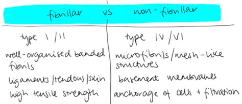 Ecm Cell Adhesion Flashcards Quizlet