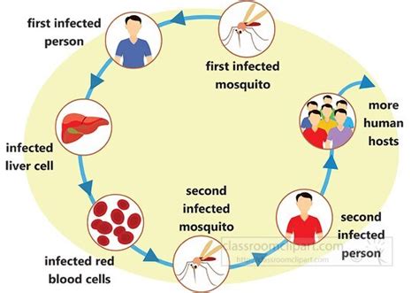 Cycle Of Malaria Infection Clipart Classroom Clip Art