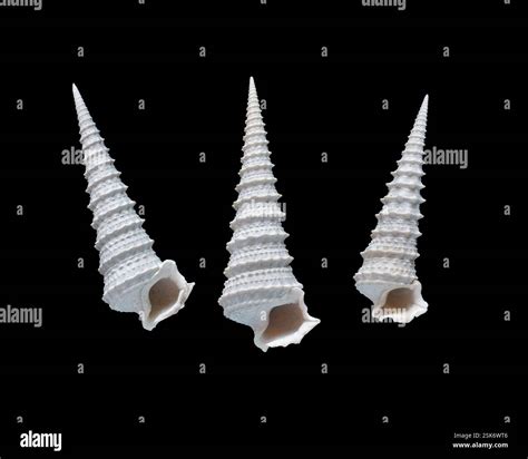 Sea Snail Fossils Fossilised Shells Of Potamides Tricarinatus Gastropod Molluscs From The