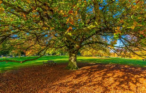 Autumn Leaves Wallpaper Yorkshire Free Photo On Pixabay