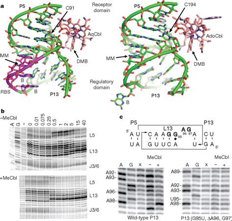 Formation Of The Kissing Loop Interaction Is The Basis Of Download Scientific Diagram