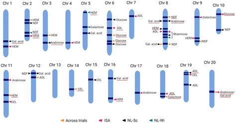 Schematic Representation Of The Quantitative Trait Loci Qtl Found In Download Scientific