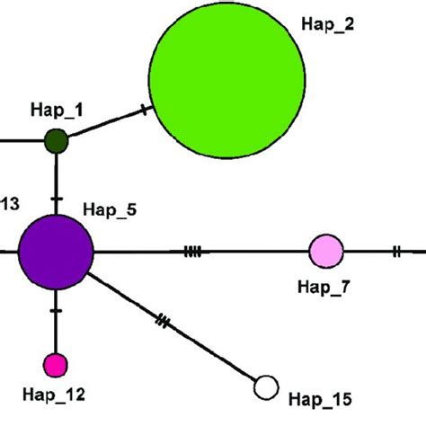 The Median Joining Network Of Haplotypes Detected At 15 Mitochondrial Download Scientific